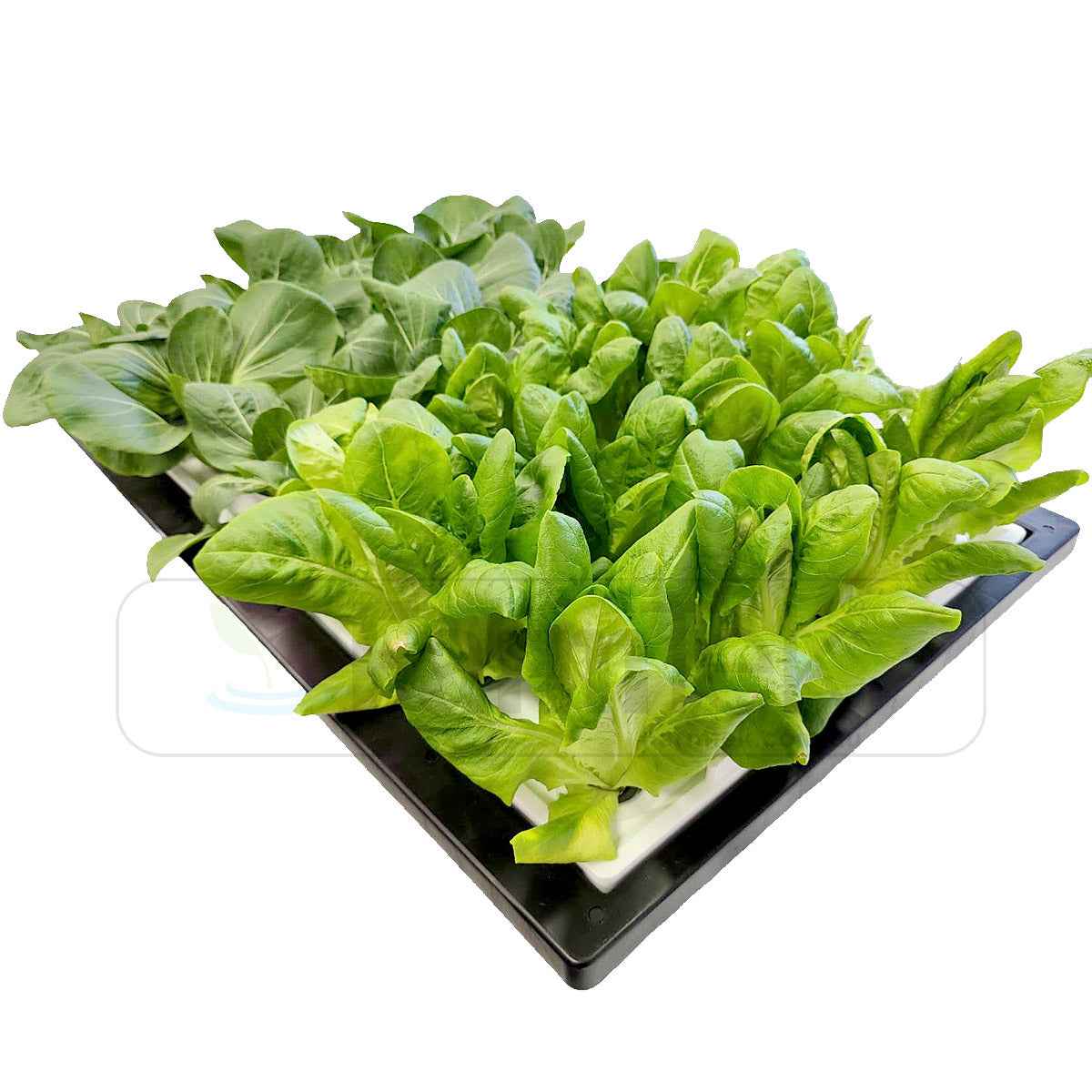 Hydroponic Kit Systems – Farmtek Australia