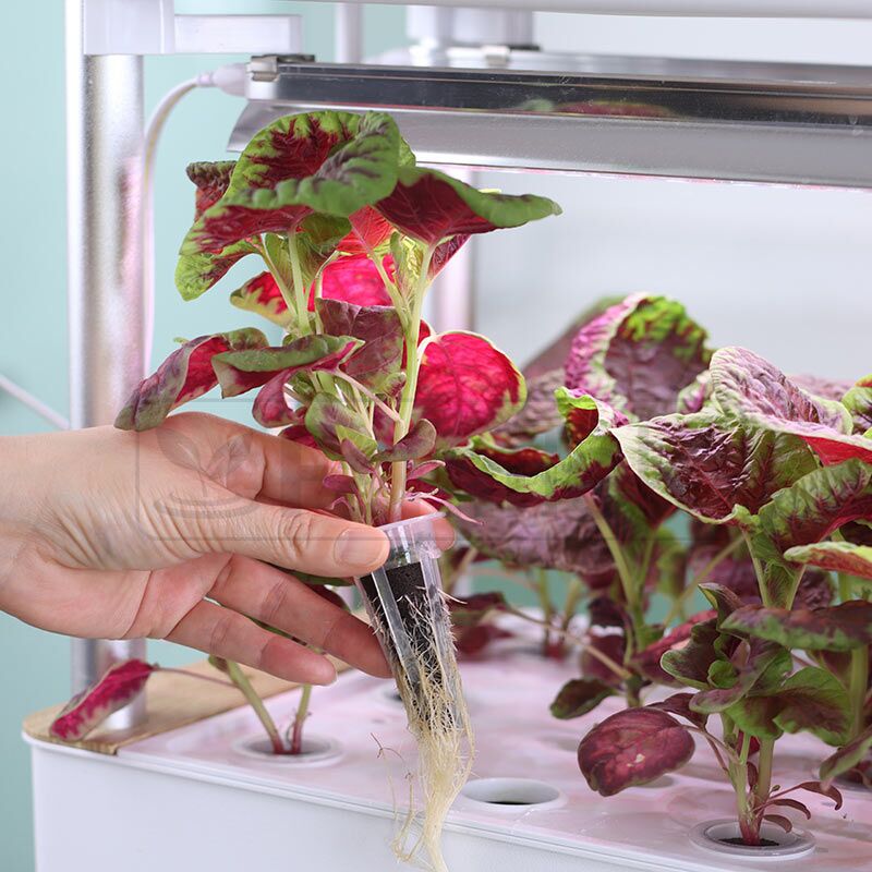 Hydroponic Kit Systems – Farmtek Australia
